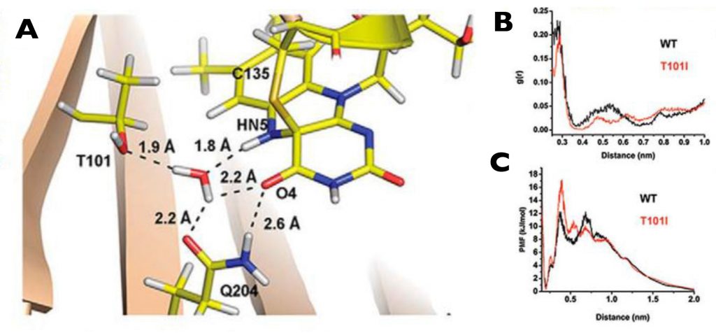 Water radial distribution function within protein, and potential of ...